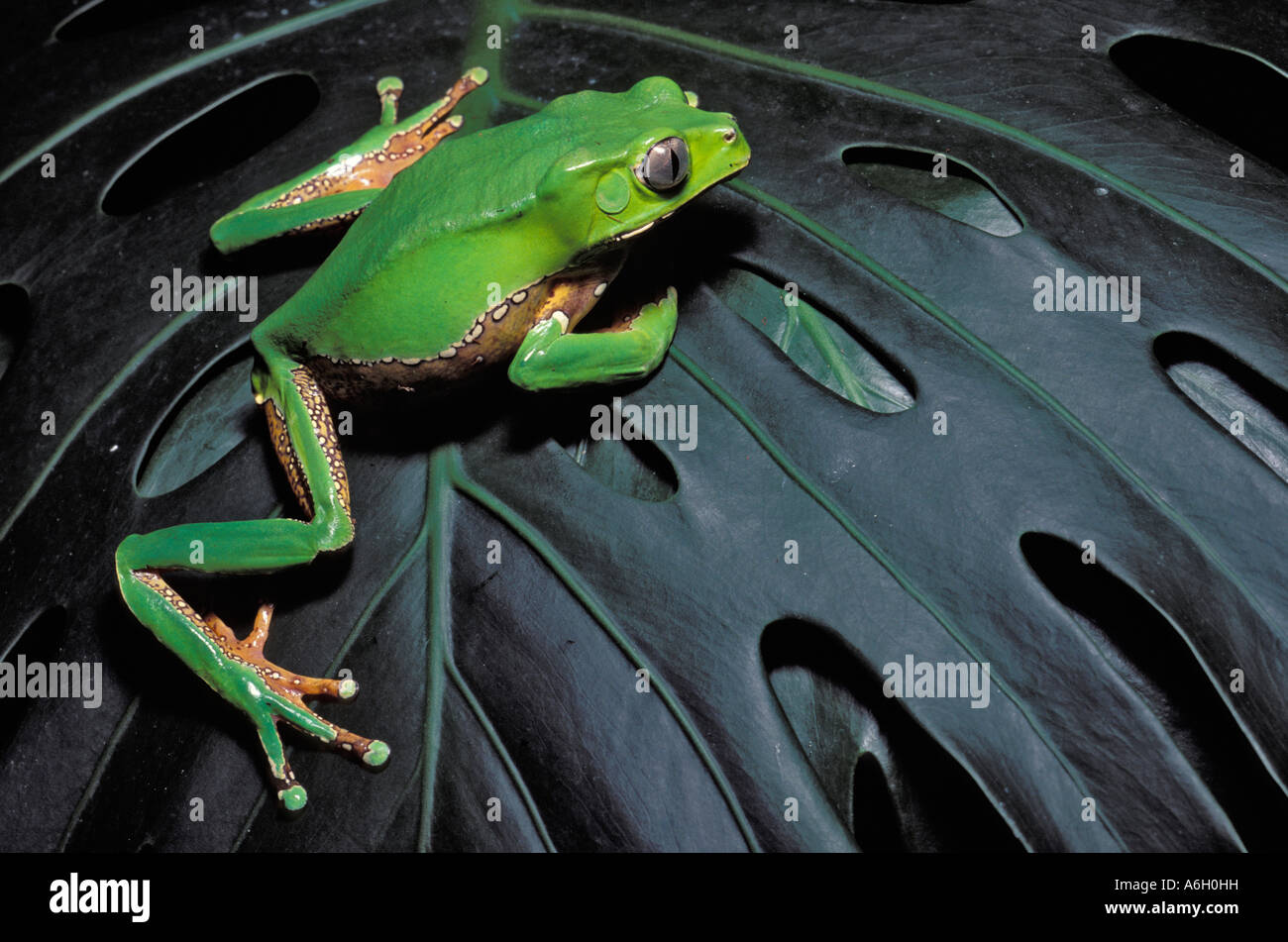 Two coloured Leaf Frog Phyllomedusa bicolor South America Stock Photo ...