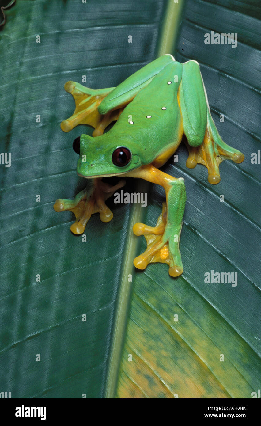 Spurrell s Flying Frog Agalychnis spurrelli Costa Rica Stock Photo - Alamy