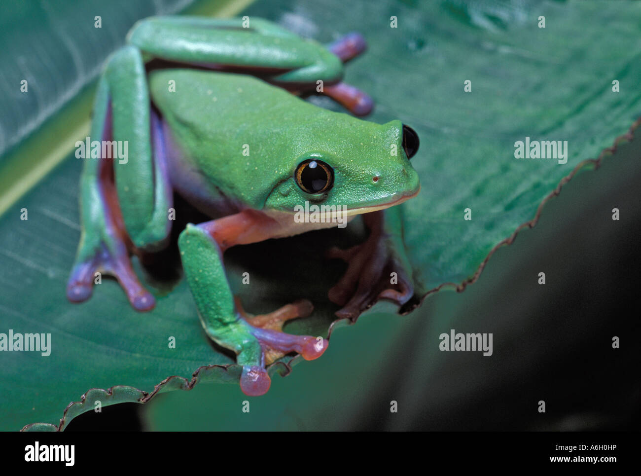Yellow eyed Leaf Frog Agalychnis annae Costa Rica Stock Photo - Alamy