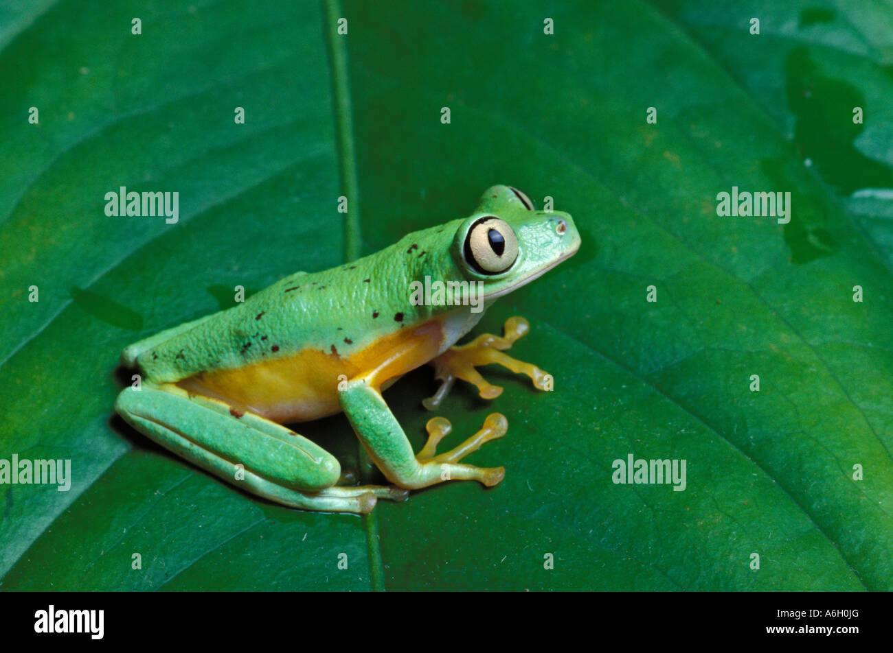 Lemur treefrog Phyllomedusa lemur Costa Rica Stock Photo - Alamy