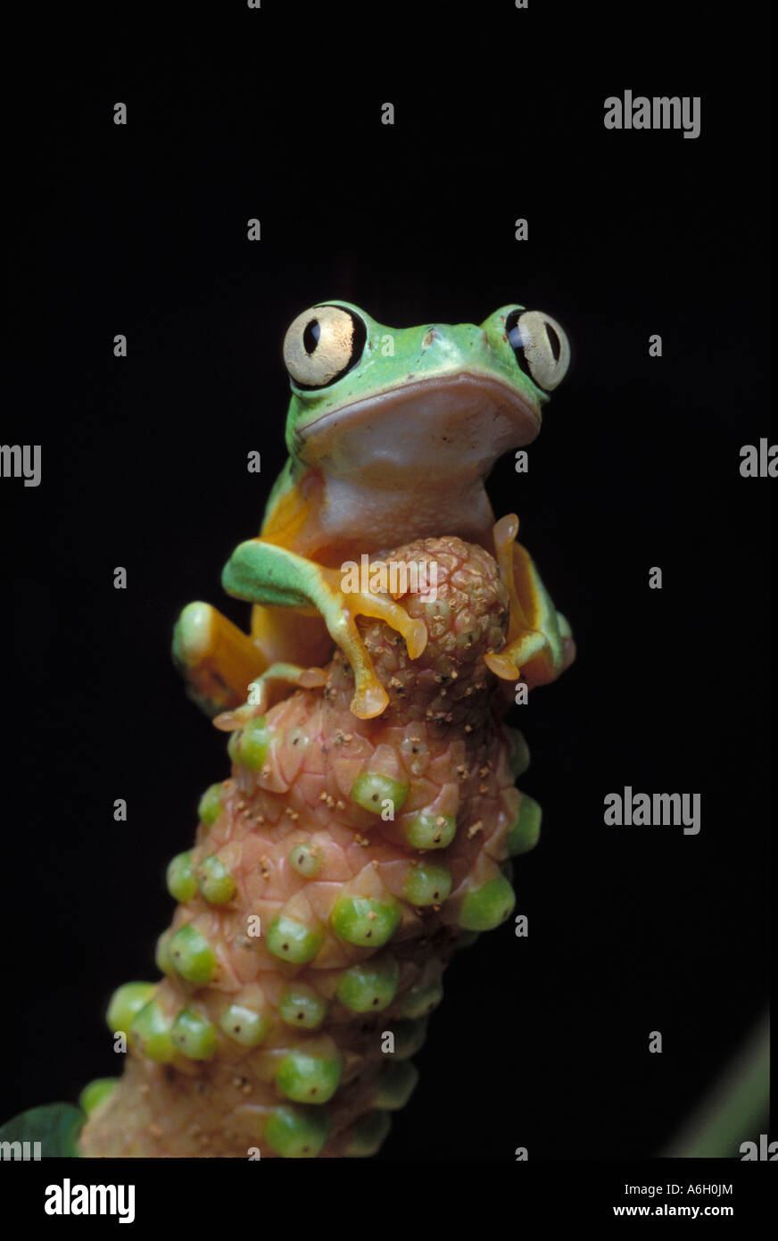 Lemur tree frog hi-res stock photography and images - Alamy