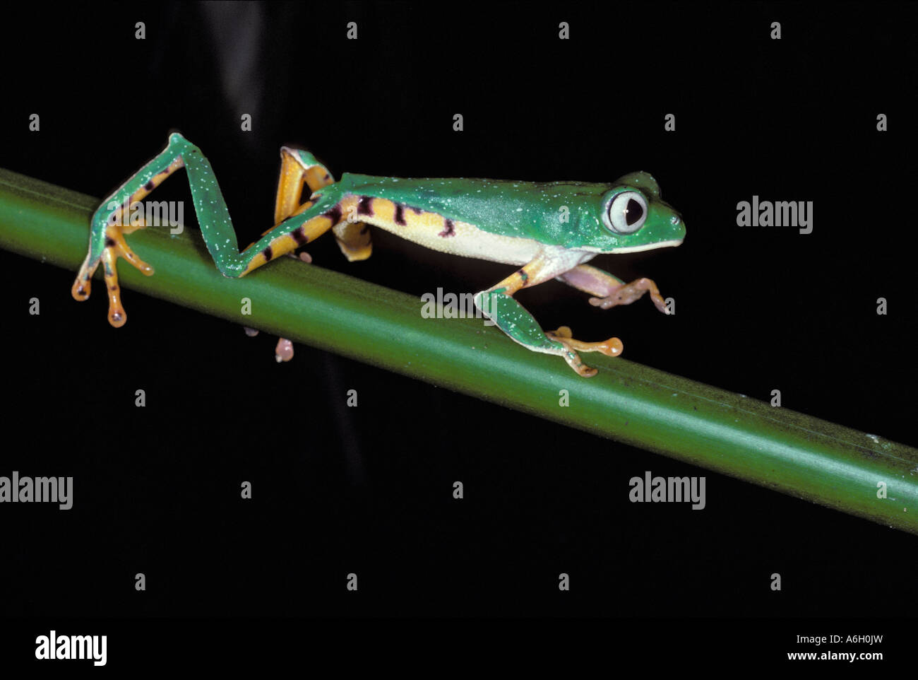 Tiger striped leaf frogs phyllomedusa tomopterna hi-res stock photography and images - Alamy