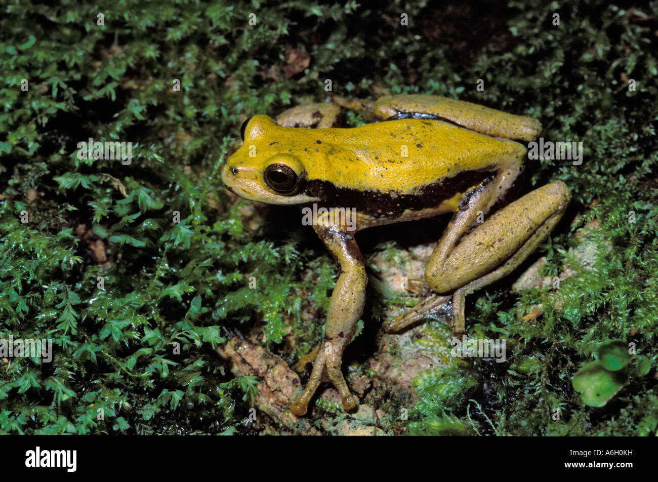 Gunthers treefrog hyla pseudopuma hi-res stock photography and images ...
