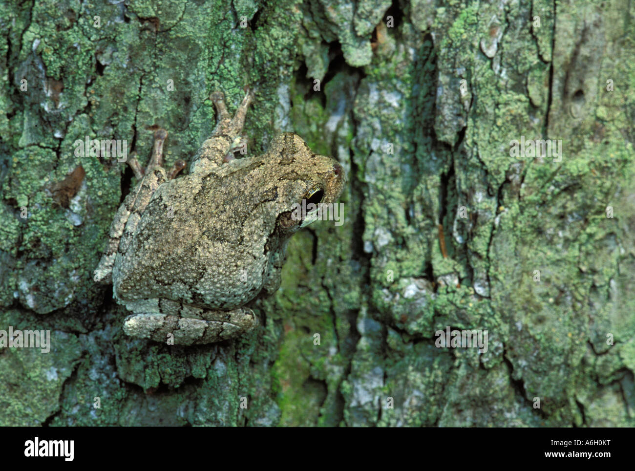 American Southern Grey Tree Frog Hyla chrysoscelis Stock Photo - Alamy