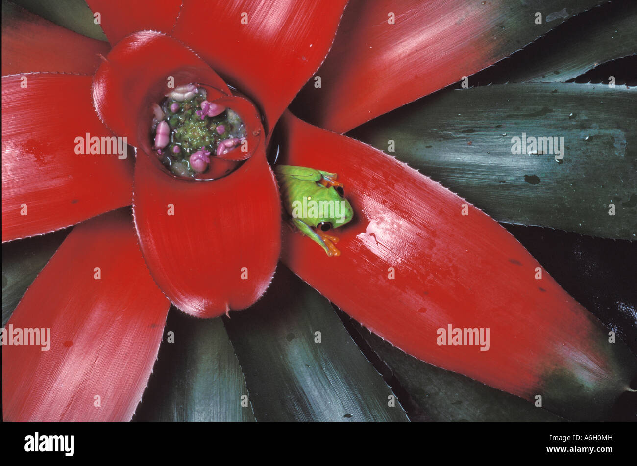 Small Red eyed Leaf Frog, or Leaf Frog, Agalychnis saltator in ...