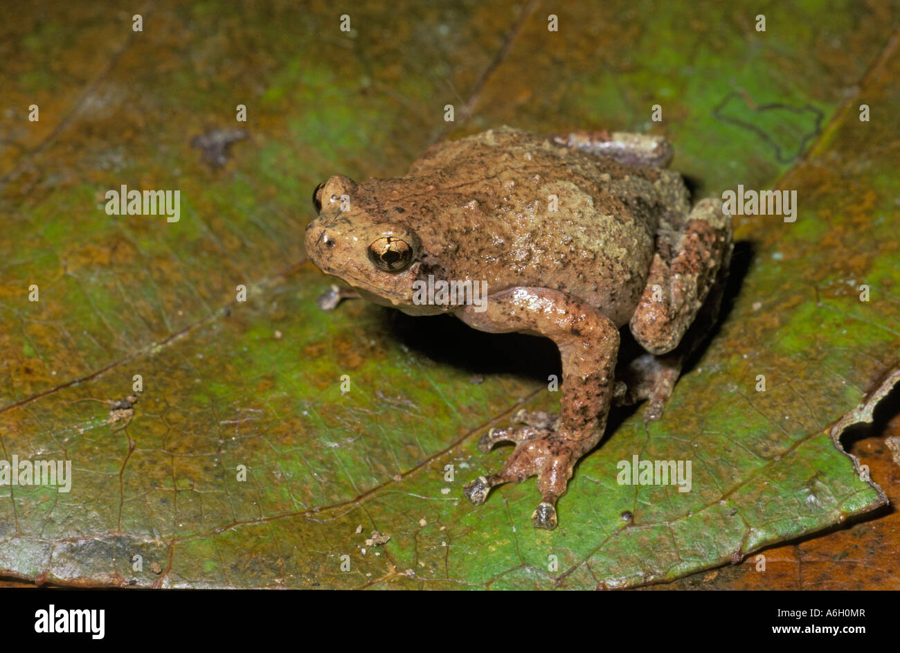 Tree hole frog hi-res stock photography and images - Alamy