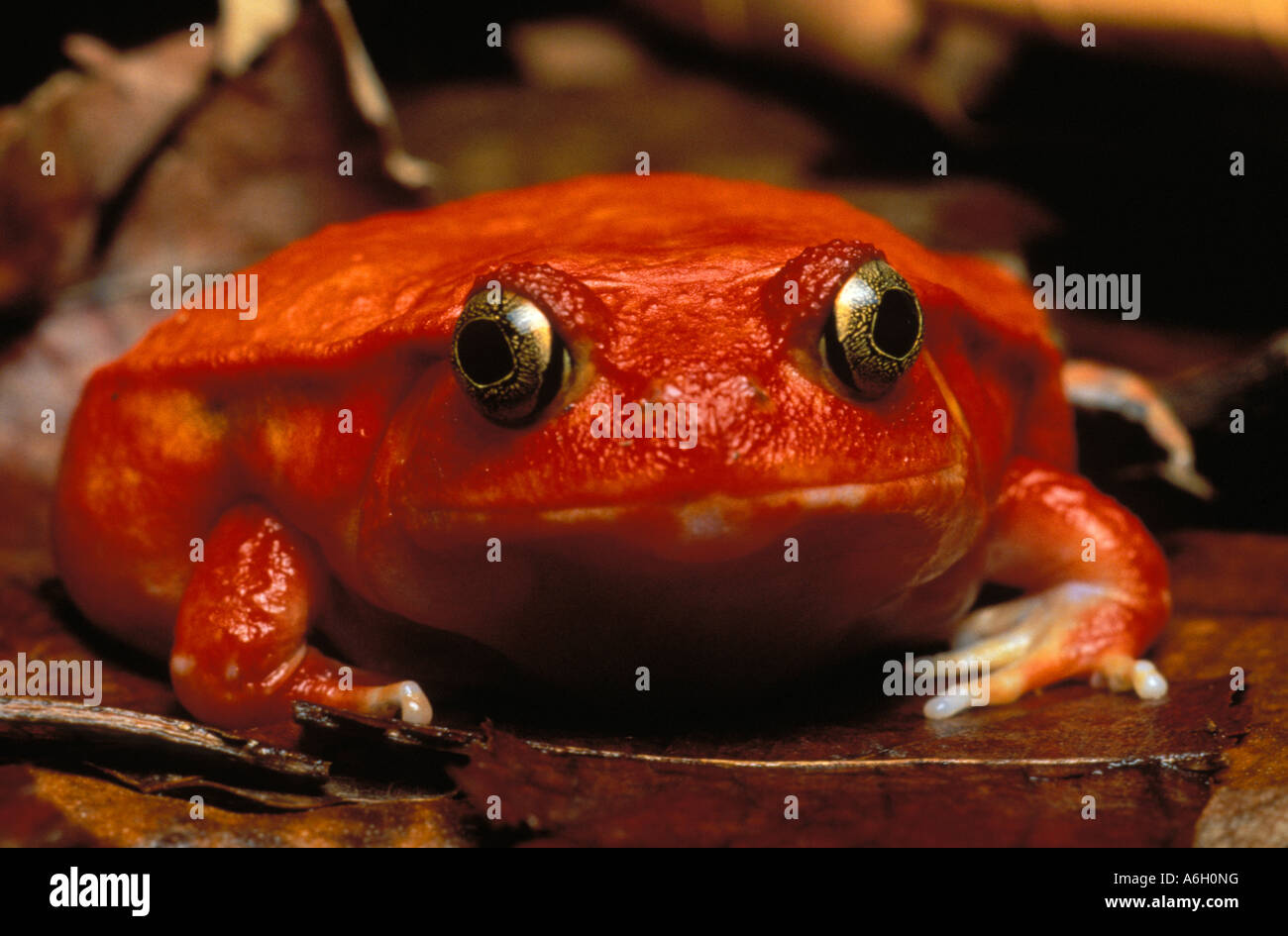 Frog toad madagascar amphibian red hi-res stock photography and images ...