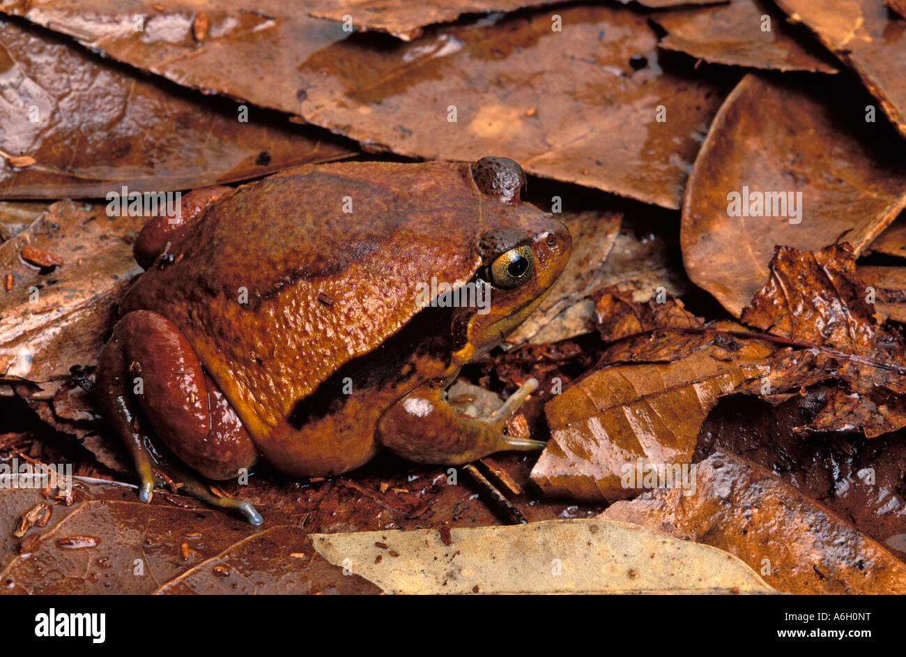Brown Tomato Frog Dyscophus insularis Madagascar Stock Photo - Alamy