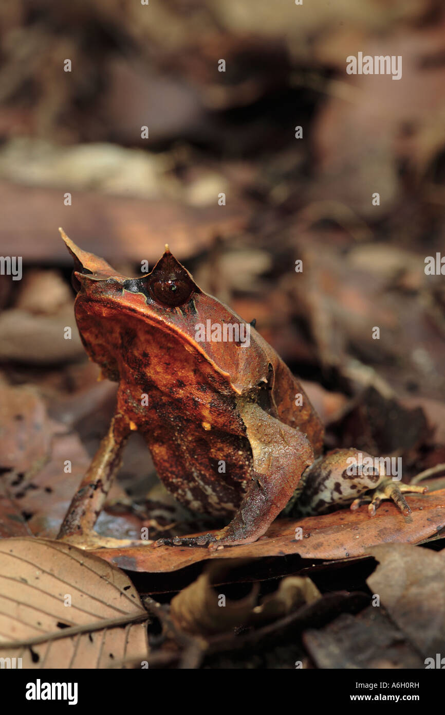 Borneo horned toad hi-res stock photography and images - Alamy