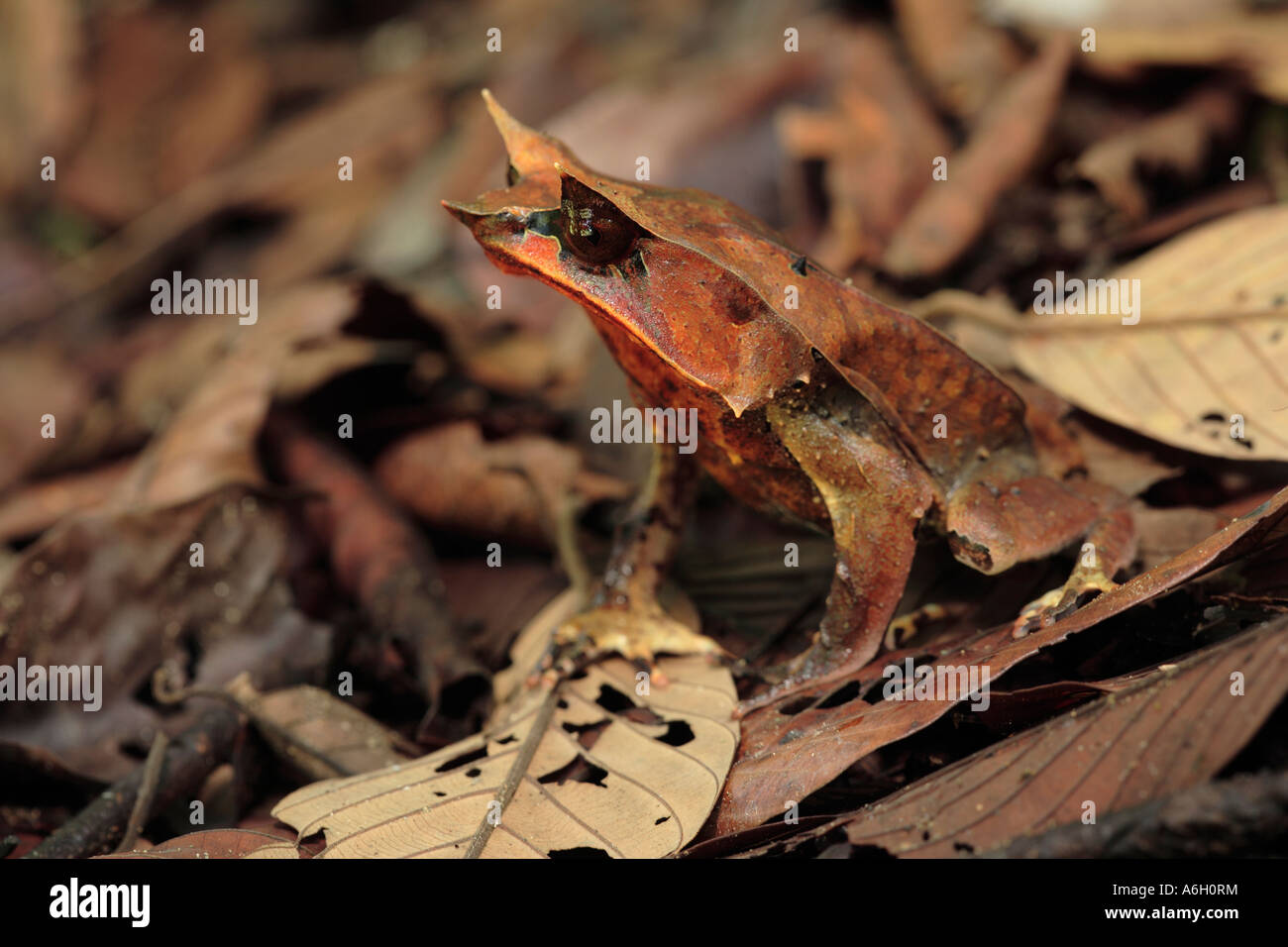 Borneo horned toad hi-res stock photography and images - Alamy