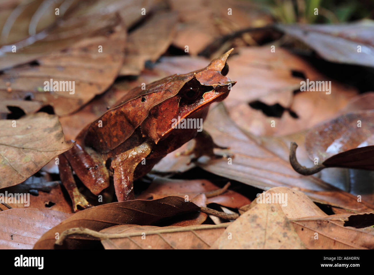 Borneo horned toad hi-res stock photography and images - Alamy