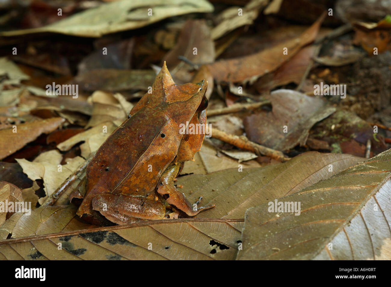Borneo horned toad hi-res stock photography and images - Alamy