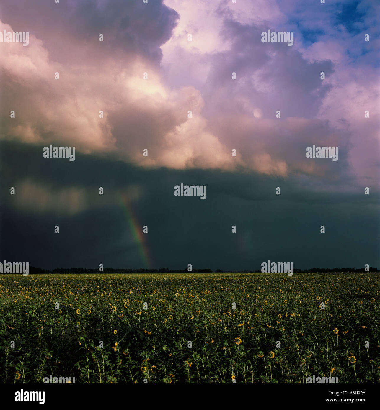 Rainbow above the sunflower field. Altai. Siberia. Russia Stock Photo ...
