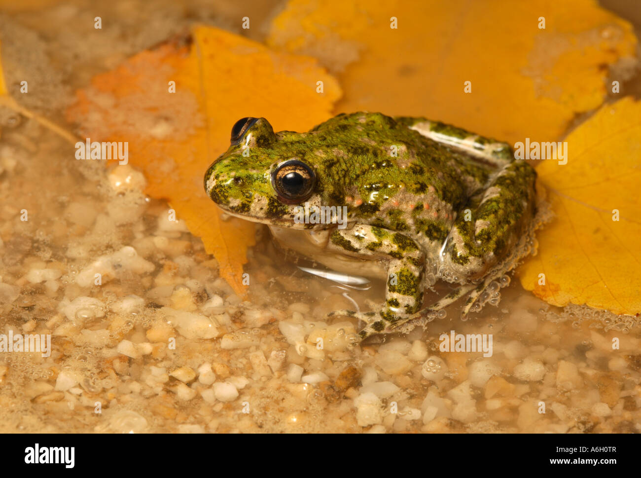 Punctatus hi-res stock photography and images - Alamy