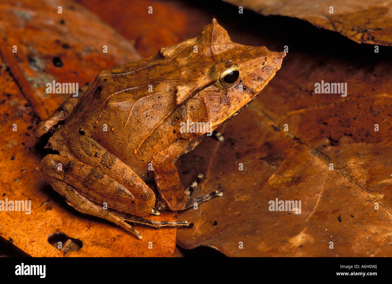 Solomons Leaf Frog Ceratobatrachus guentheri Solomon Islands Stock ...