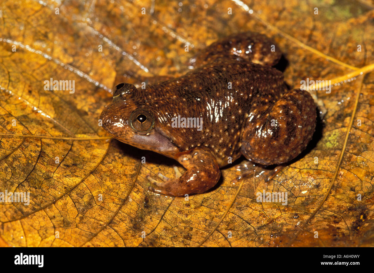 Sri Lankan Wart Frog or Corrugated Water Frog Lankanectes corrugatus ...