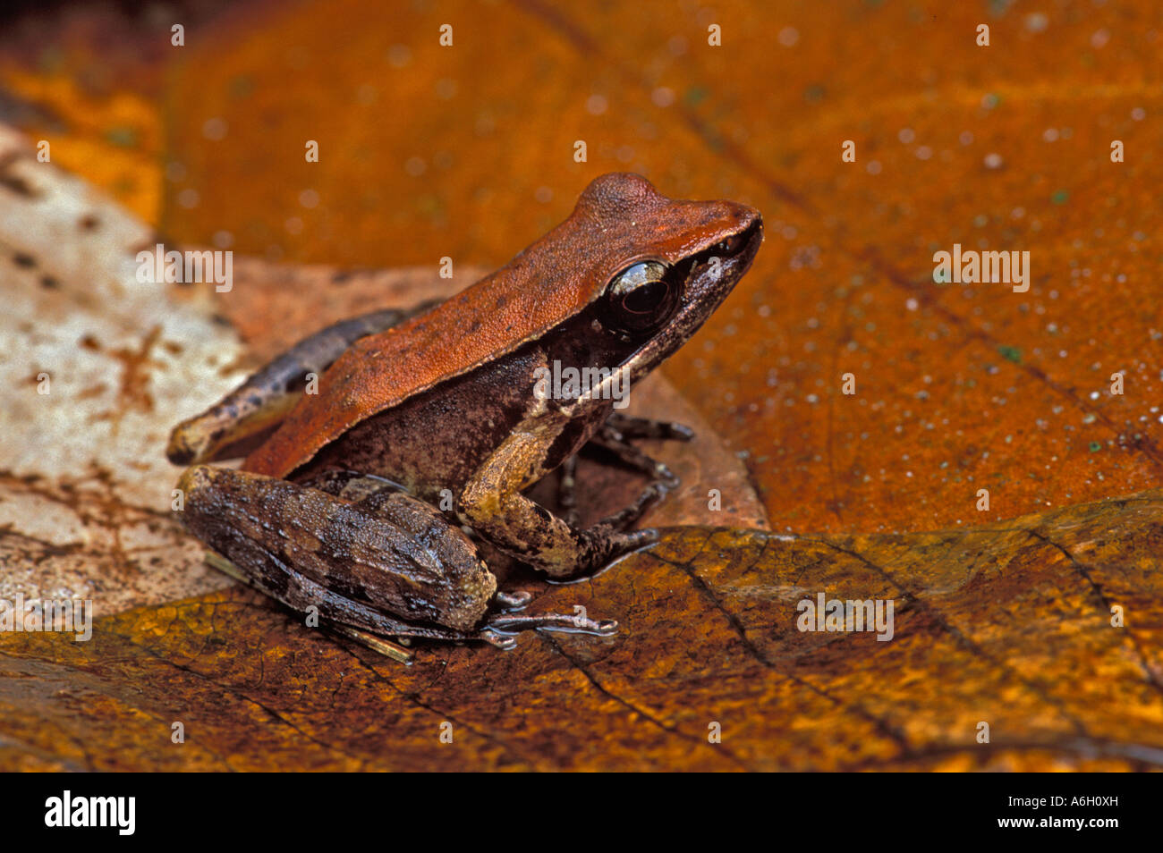 Gampola hi-res stock photography and images - Alamy