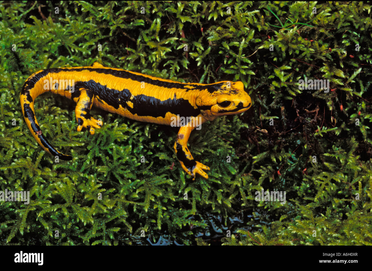 Pyrenean Fire Salamander, France Stock Photo - Alamy