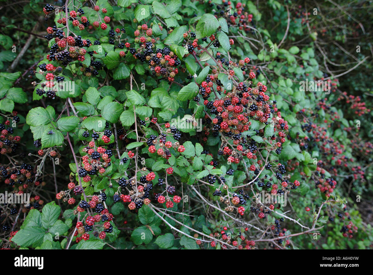 Blackberries ripe and ripening Cambridgeshire August Stock Photo - Alamy