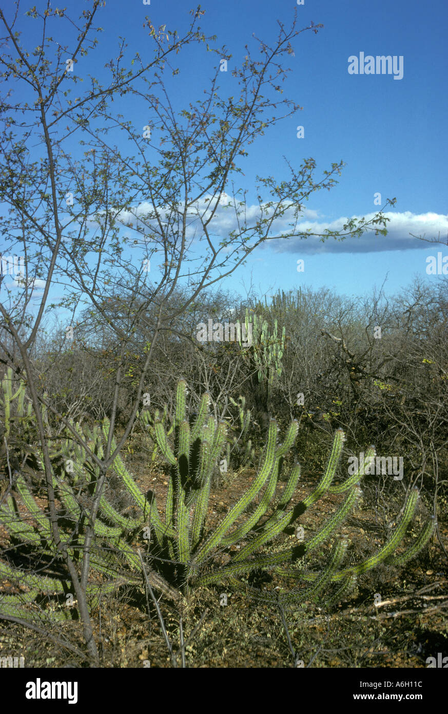 Xerophyte From The Mojave Desert