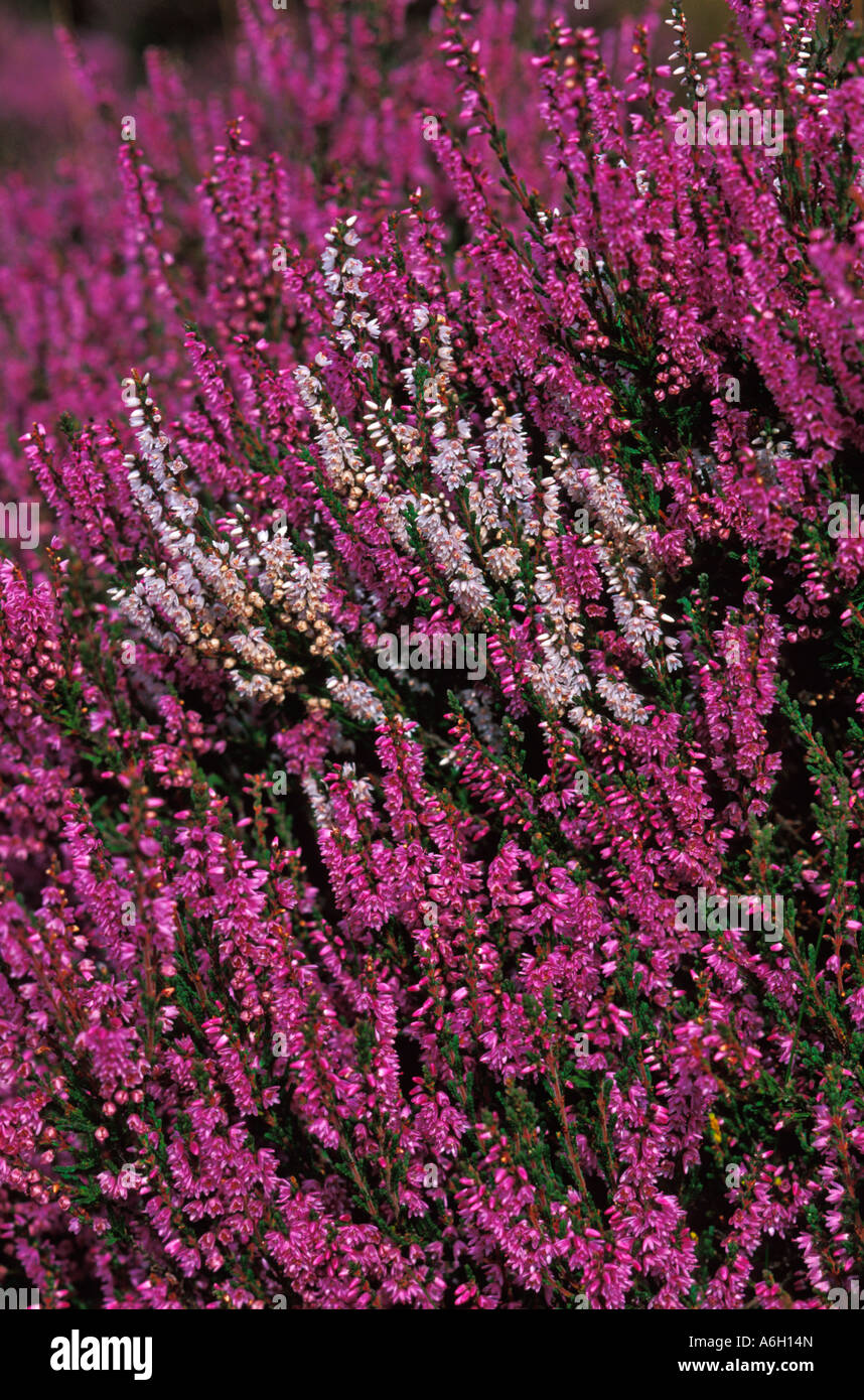 White and purple common heather or Ling Stock Photo - Alamy