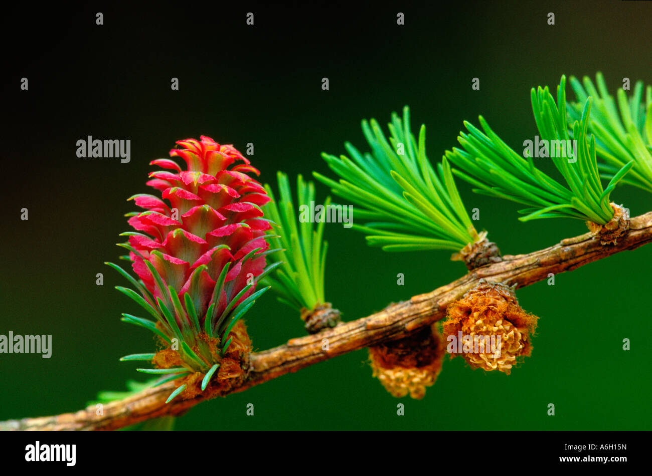 European Larch, female flower, Larix deciua Stock Photo - Alamy