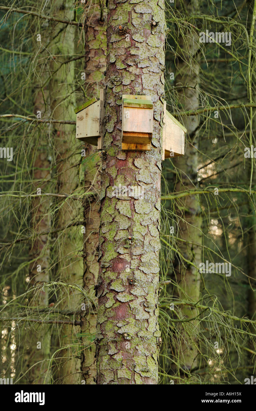 Bat boxes attached to Corsican pine trees Stock Photo - Alamy