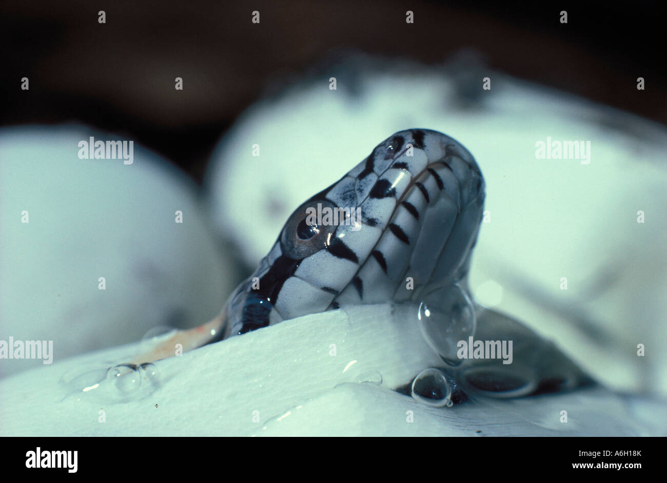 Juvenile rat snake hi-res stock photography and images - Alamy