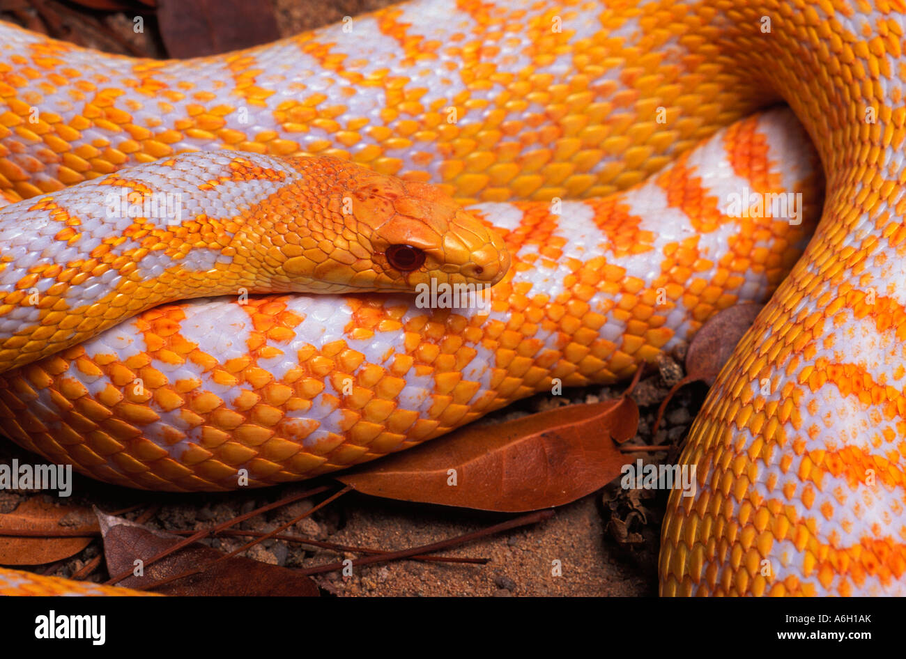 Albino Gopher Snake