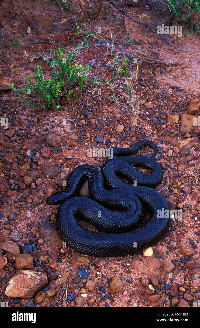 Arican mole snake Pseudaspis cana black form Cape Peninsula South ...