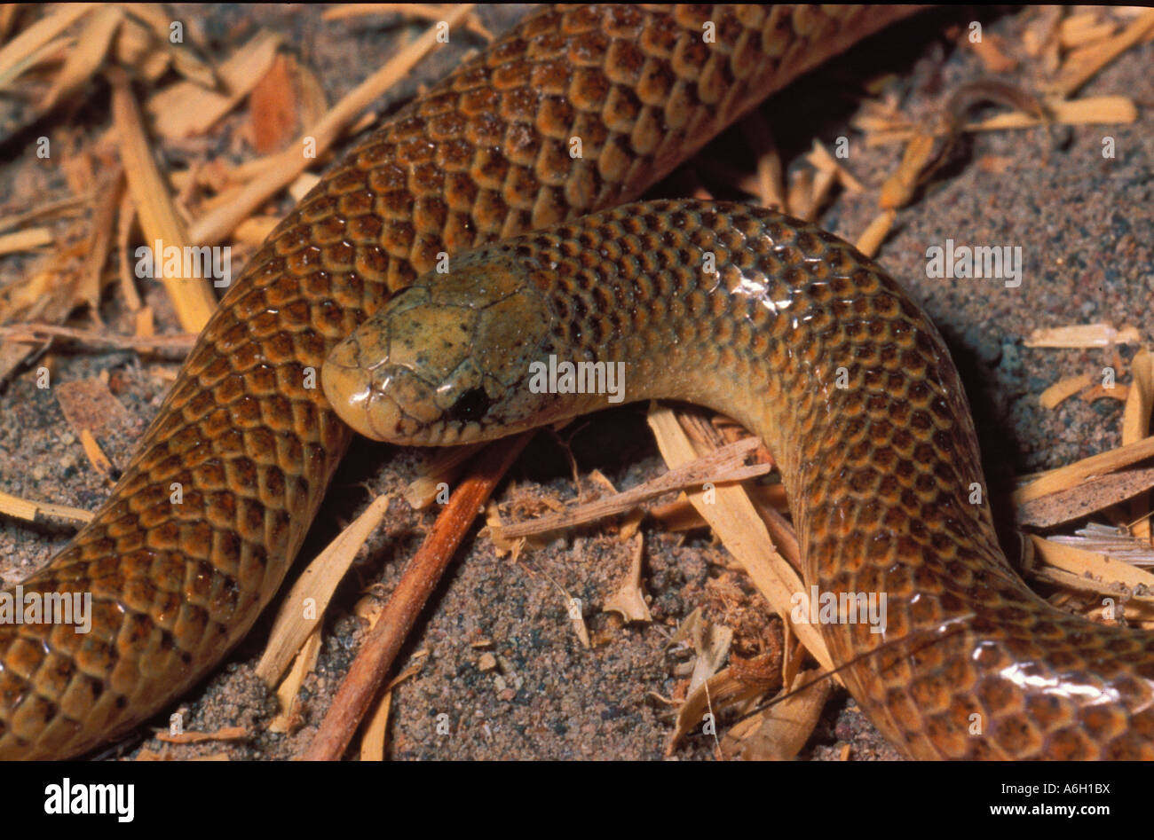 Chilomeniscus stramineus hi-res stock photography and images - Alamy