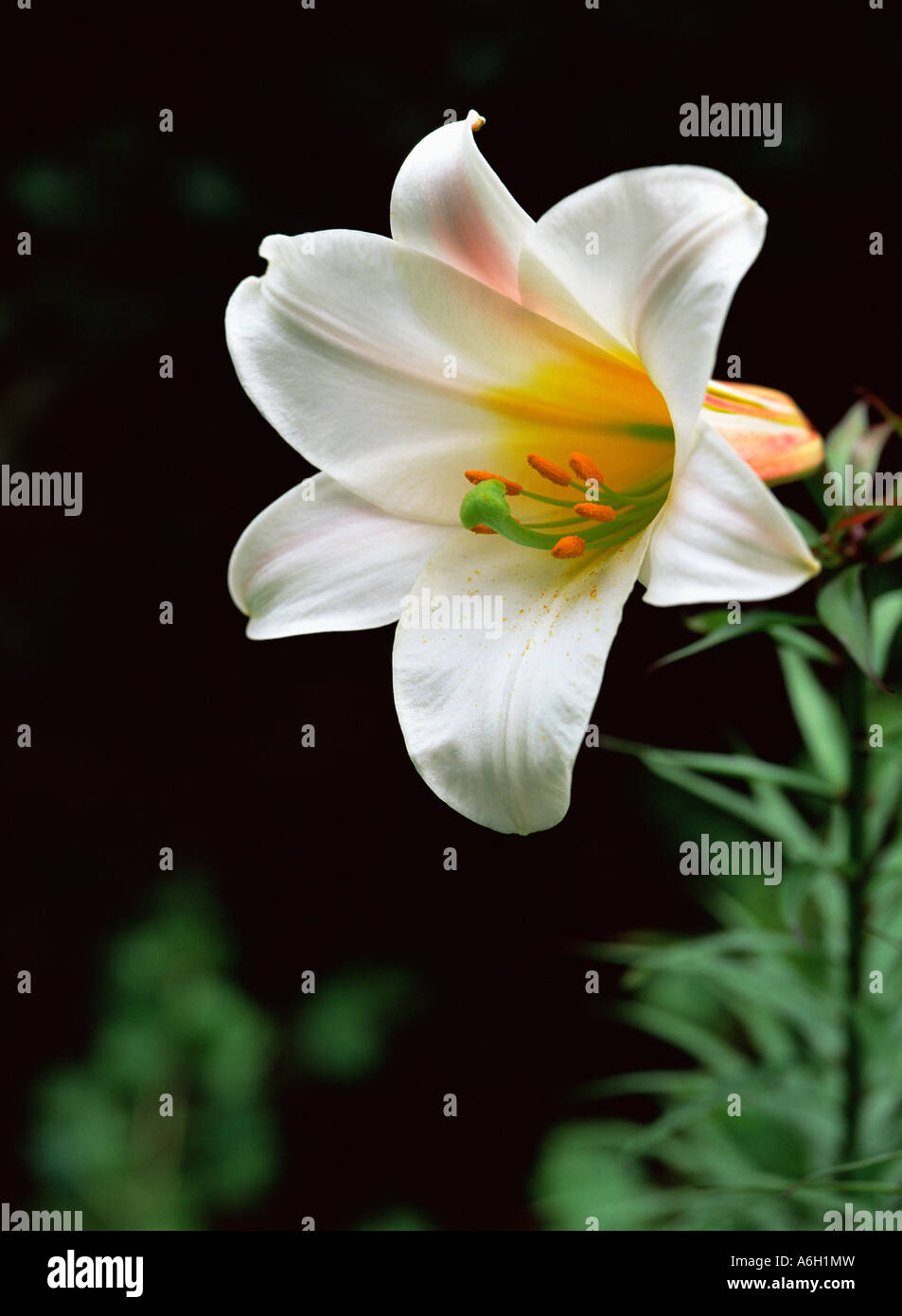White lily hi-res stock photography and images - Alamy