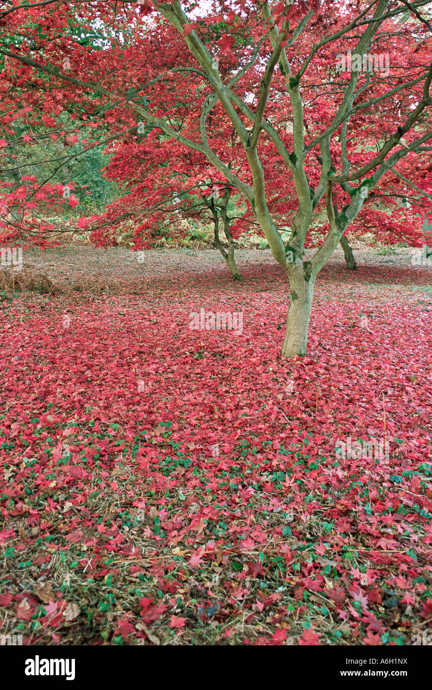 Red leaf maple tree Stock Photo - Alamy