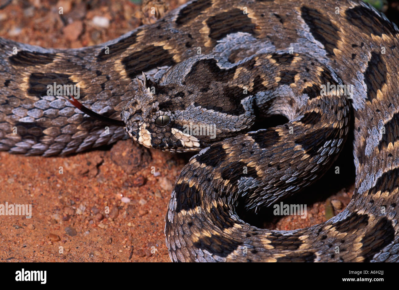 Bitis cornuta Springbok Namaqualand South Africa Stock Photo - Alamy
