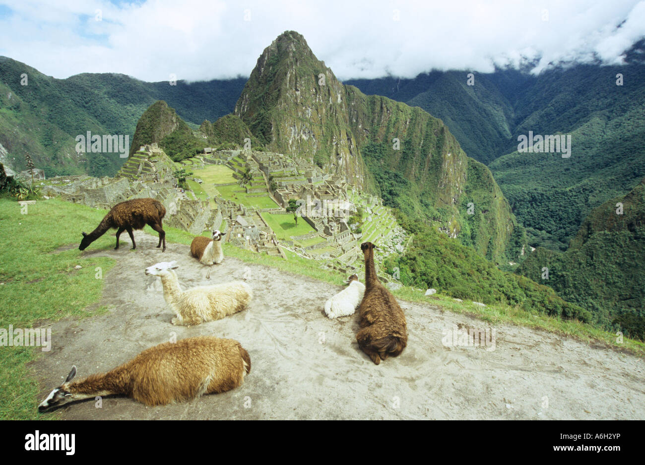 Llamas at machu picchu Stock Photo - Alamy