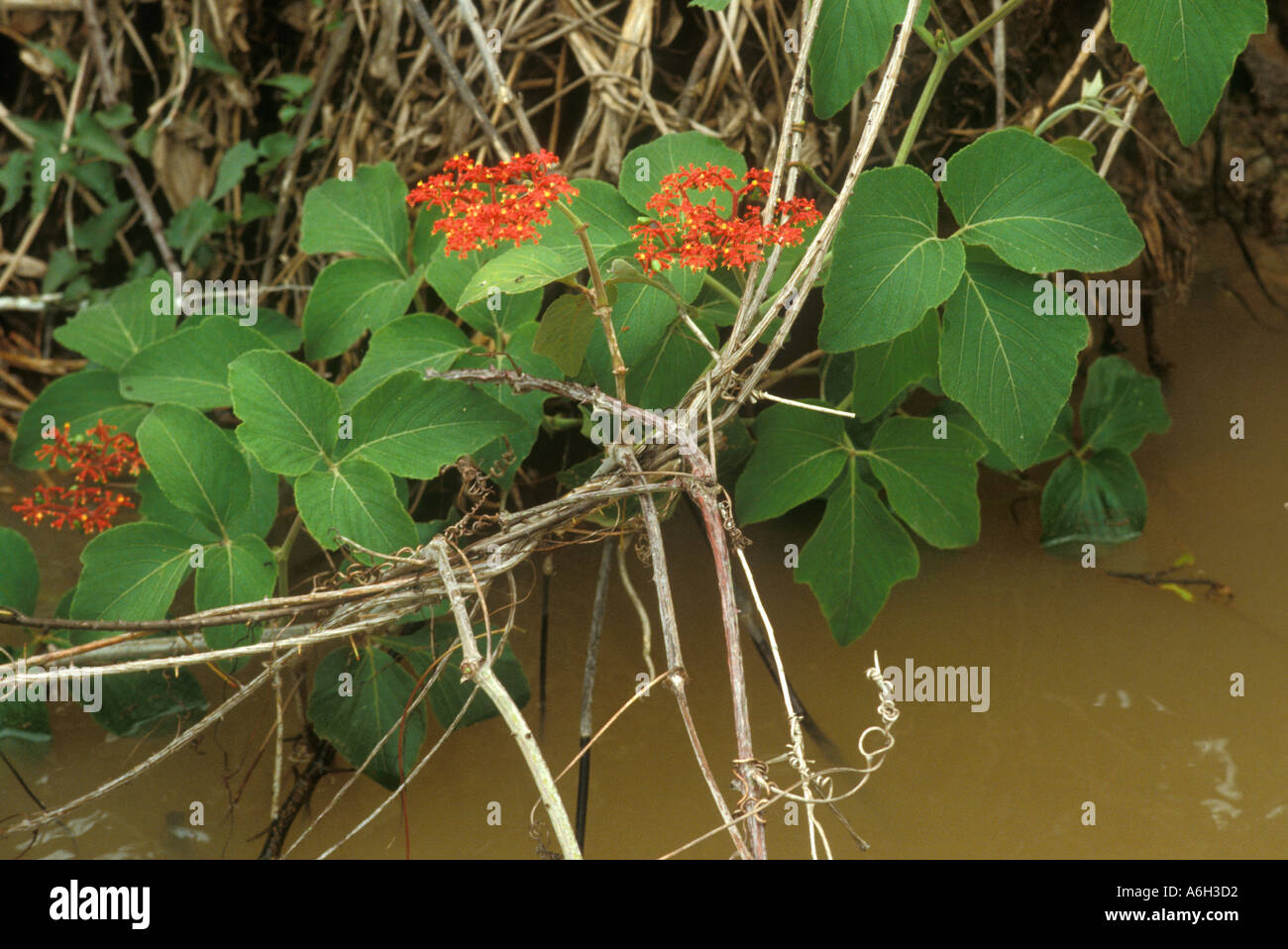 Cissus sp family Vitaceae a vine growing in the Pantanal swamps in Mato ...