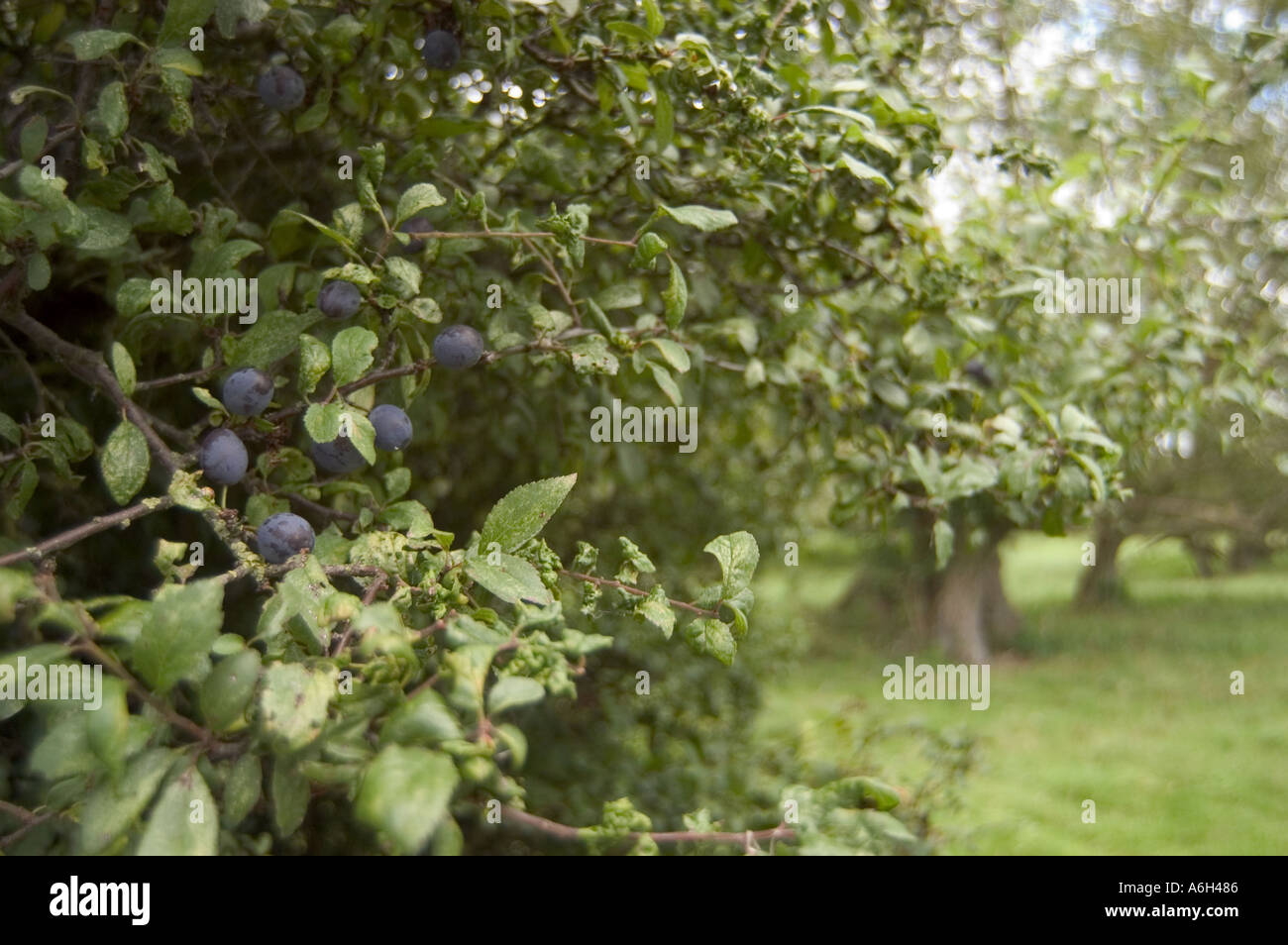 Damsons on the bush and the scene beyond Stock Photo - Alamy