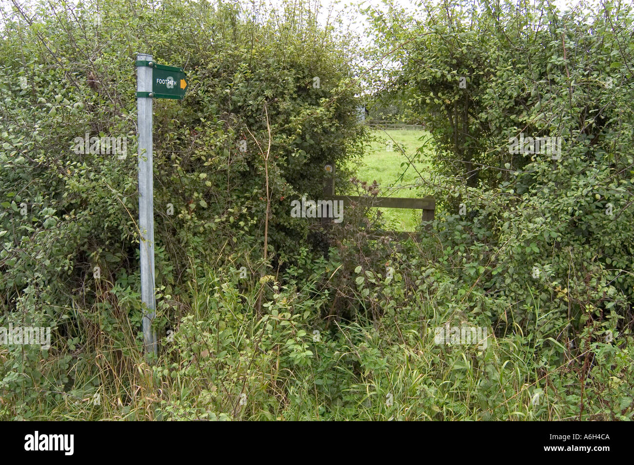 Track through hedge hi-res stock photography and images - Alamy
