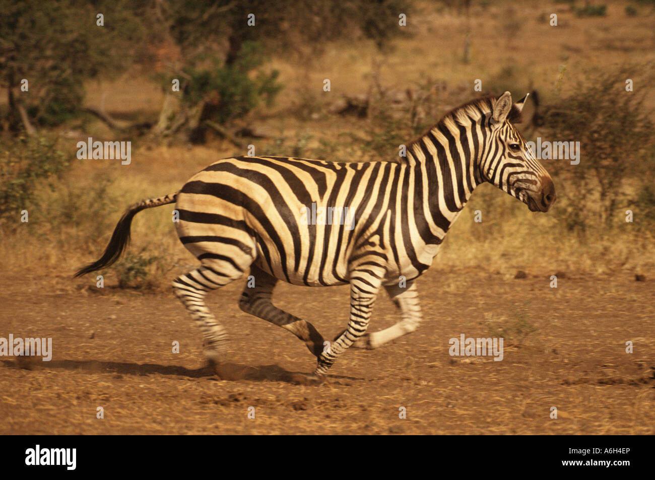 A zebra running Stock Photo - Alamy