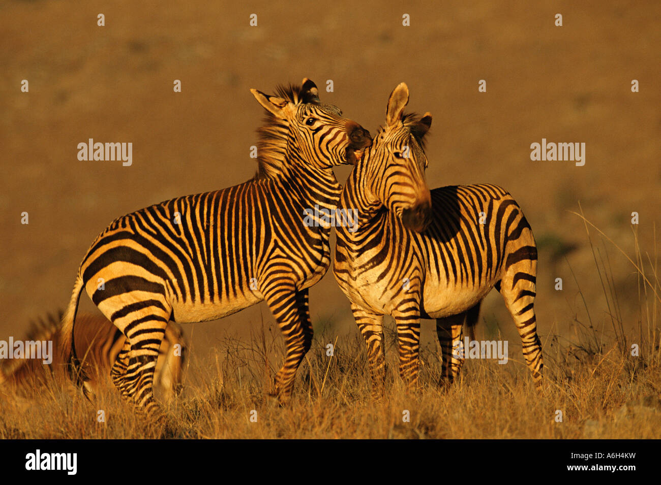 Hartmanns mountain zebra Stock Photo - Alamy