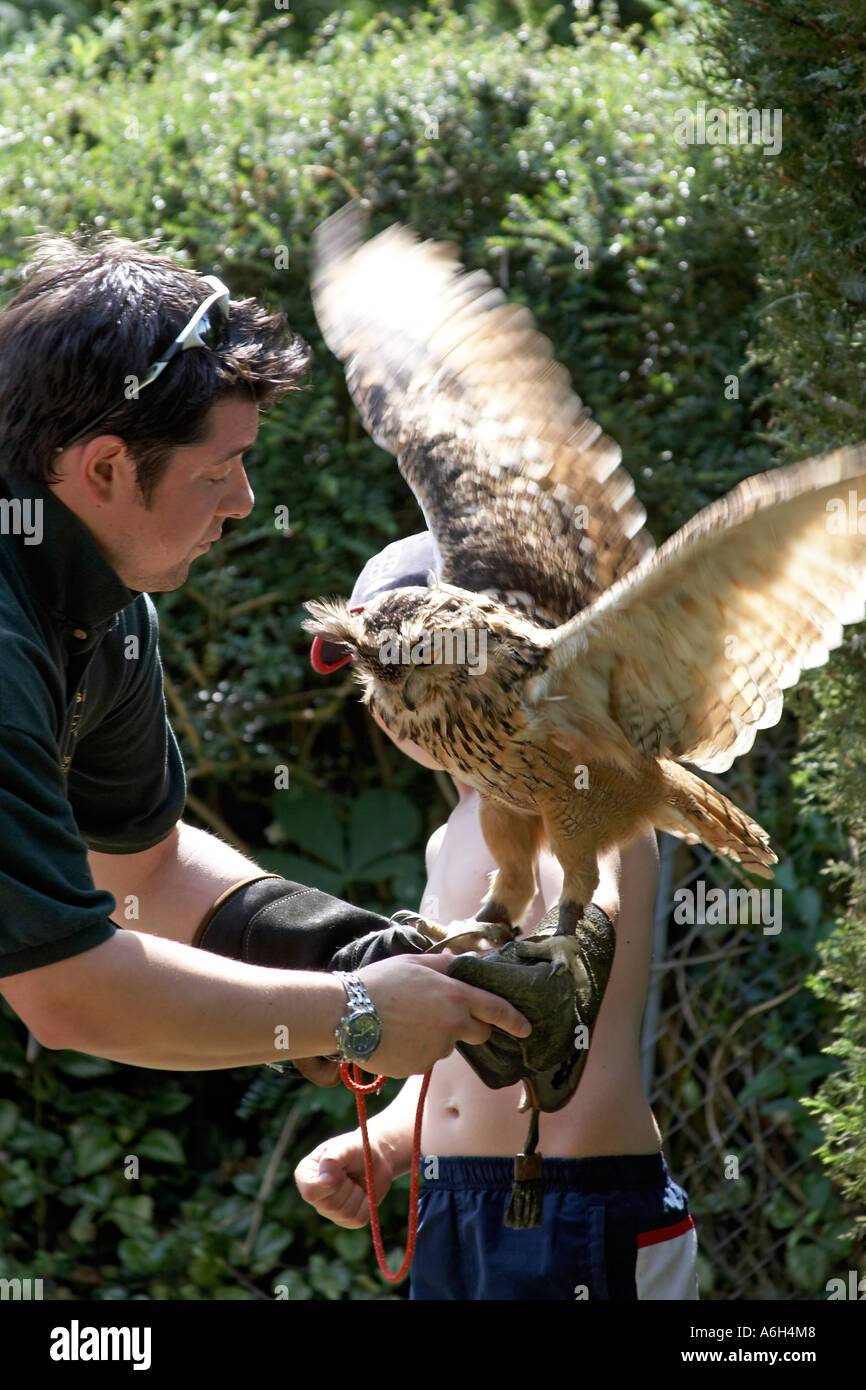 Handler holding an owl in outdoor demonstation of birds of prey ...