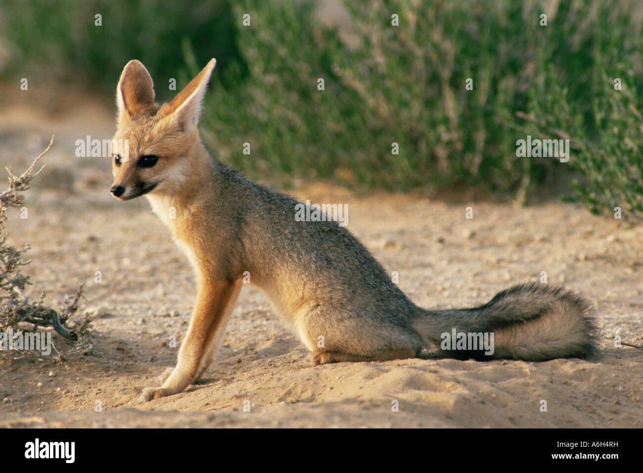 Cape fox hi-res stock photography and images - Alamy