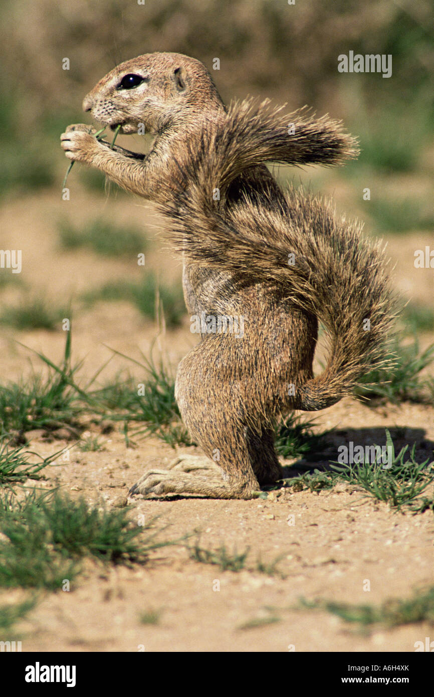 Type of squirrel hi-res stock photography and images - Alamy