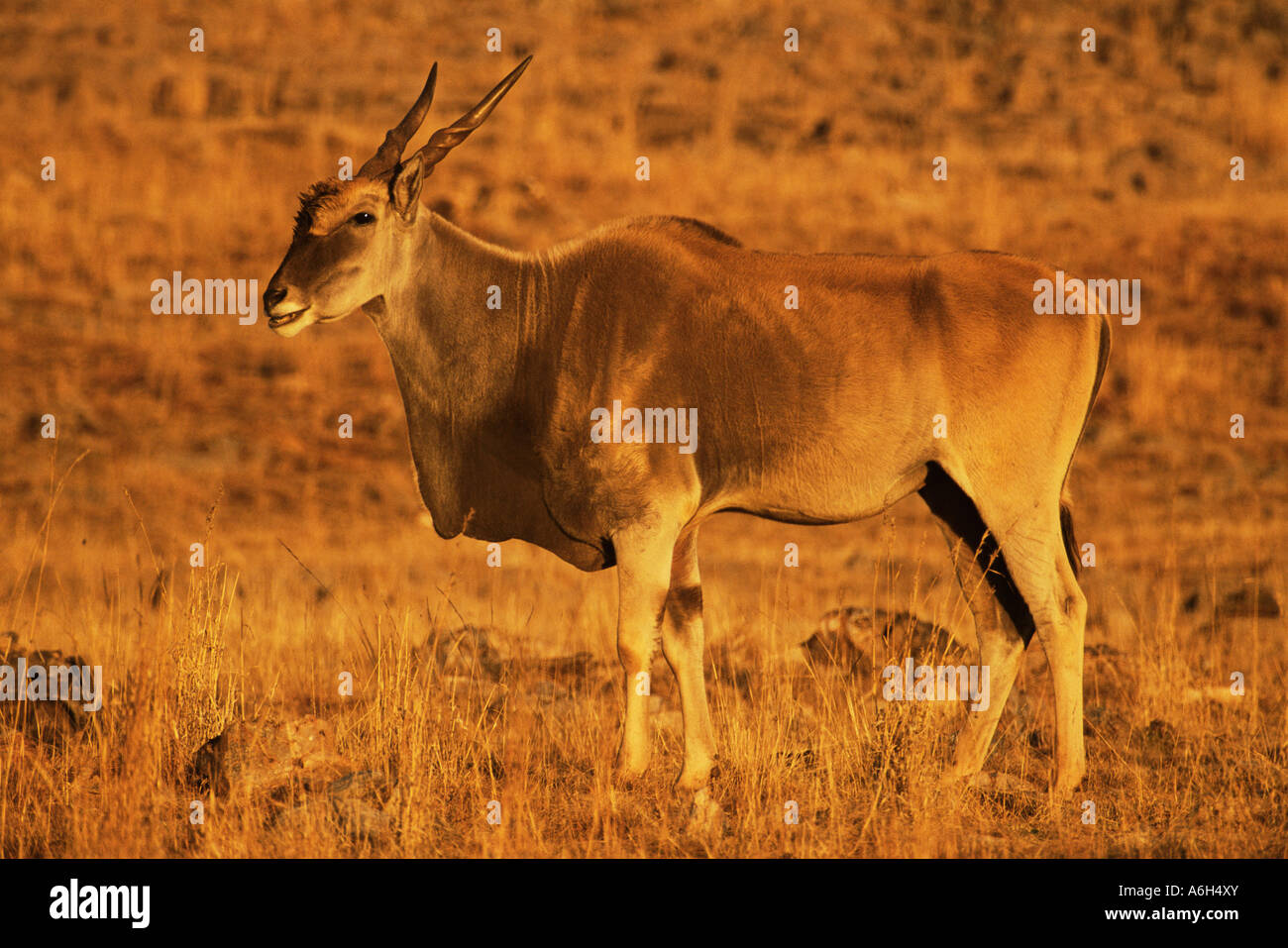 Profile of eland antelope hi-res stock photography and images - Alamy