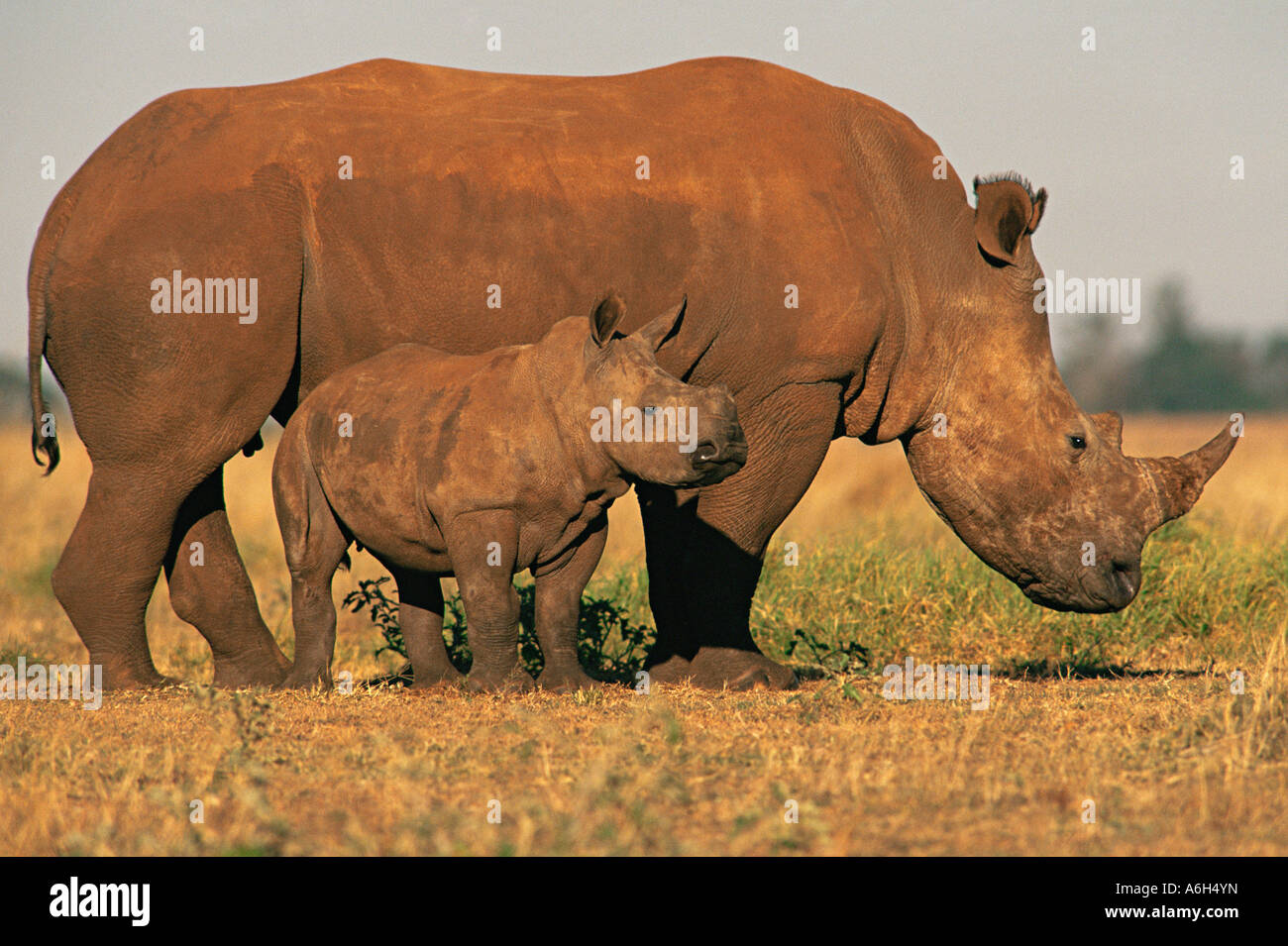 Two rhinos hi-res stock photography and images - Alamy