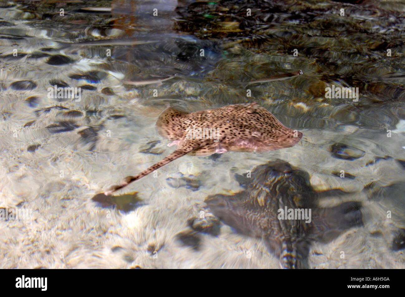 Undulate Ray High Resolution Stock Photography and Images - Alamy
