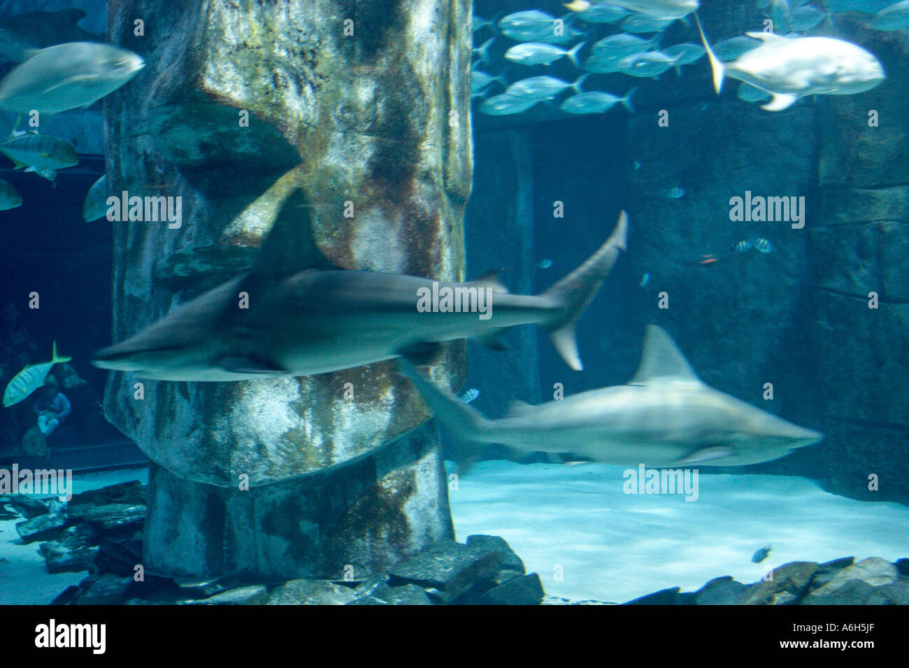 fish swimming in tank in London Aquarium London SE1 England UK Stock ...