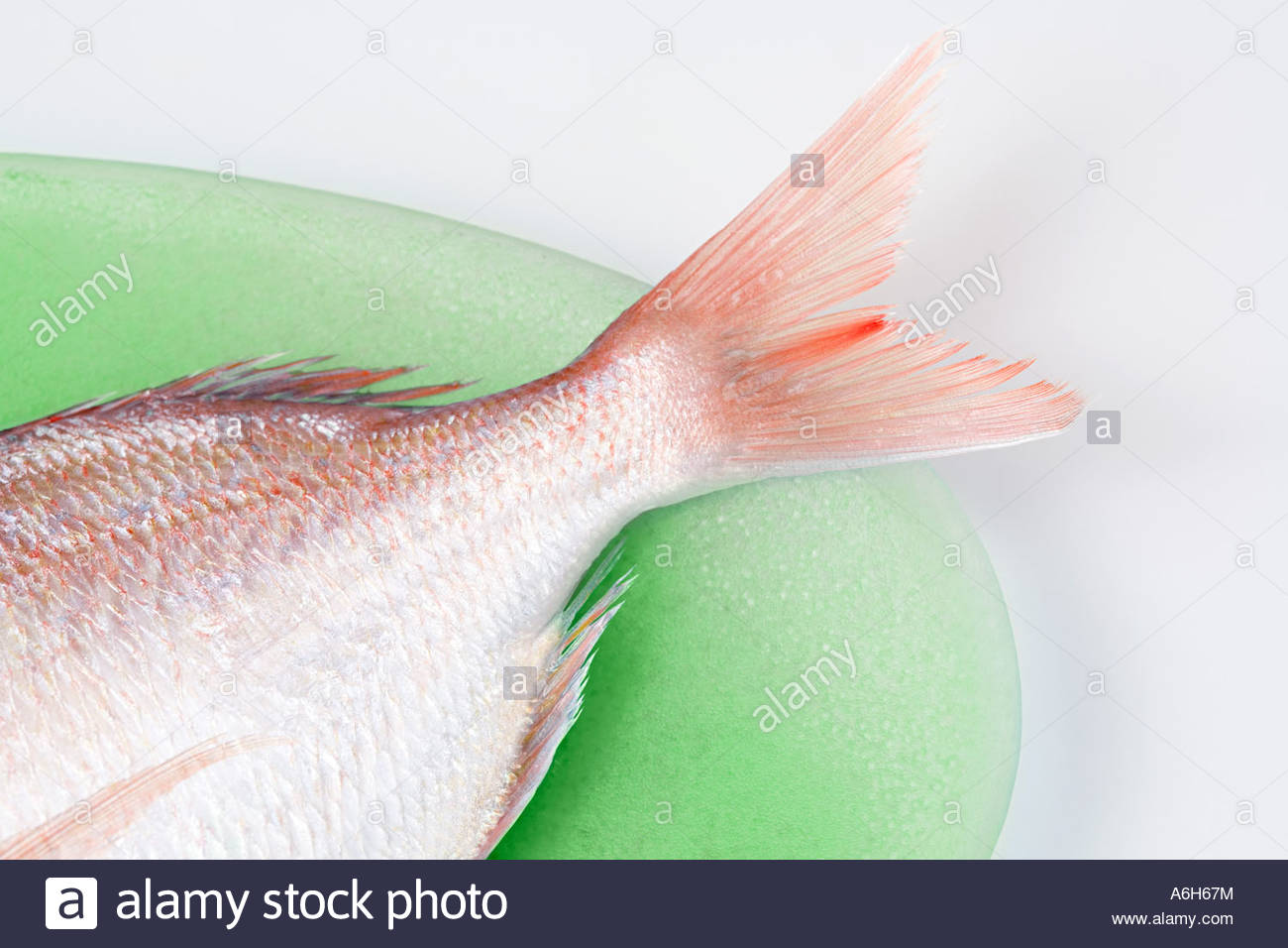 Fish Tail Stock Photos & Fish Tail Stock Images - Alamy