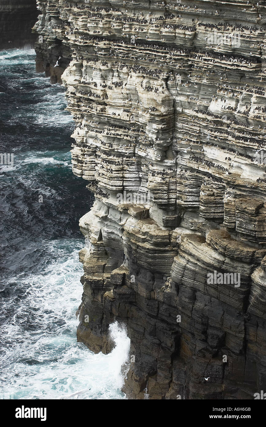 Cliff nesting sites at Marwick Head Orkneys Scotland Stock Photo - Alamy