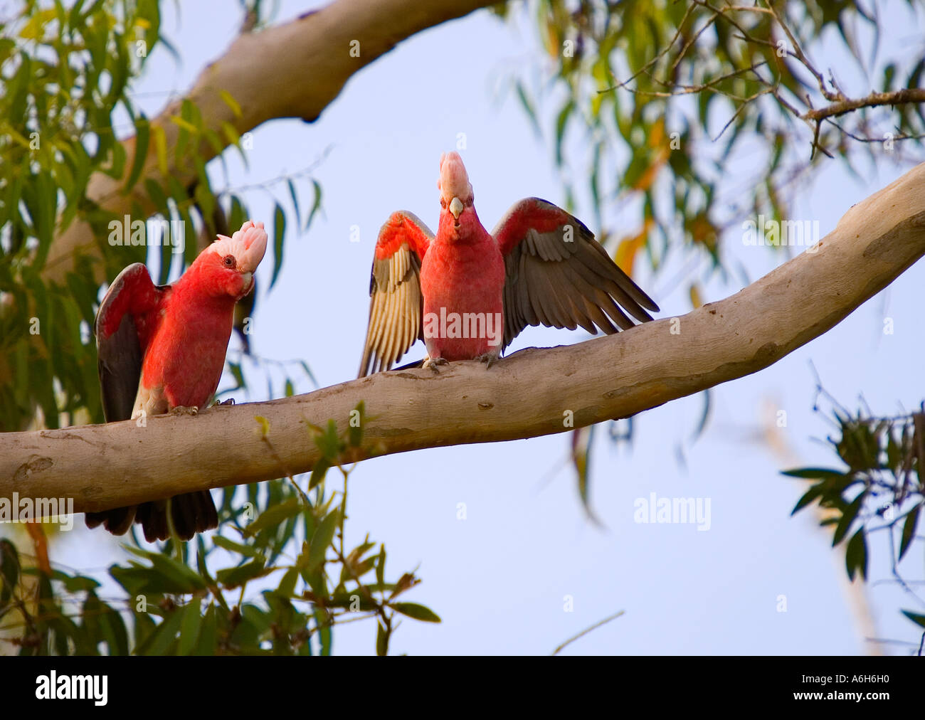 Pair of Gallahs Stock Photo - Alamy